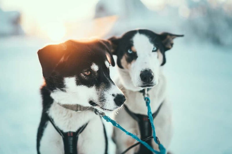 Tromsø: Self-Drive Husky Dog Sledding Adventure - An In-Depth Look at the Experience