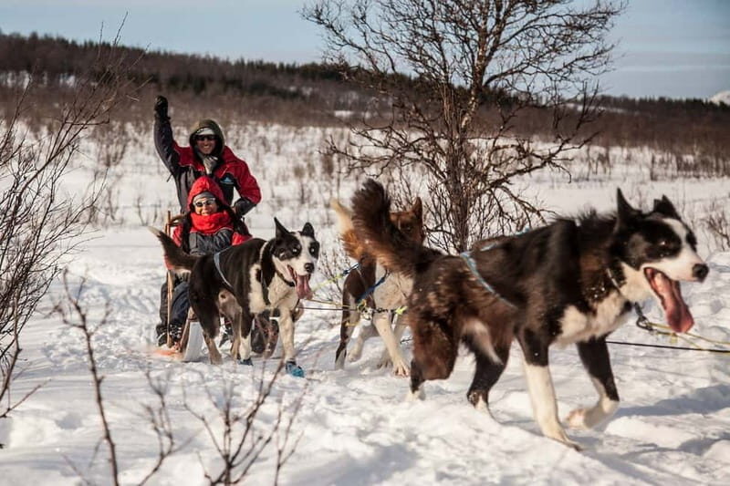 Tromsø: Self-Drive Husky Dog Sledding Adventure - The Sum Up