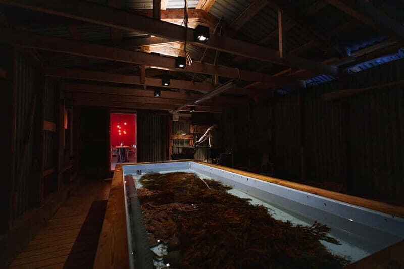 Tromsø: Tasty King Crab Adventure - Authenticity and Reviews