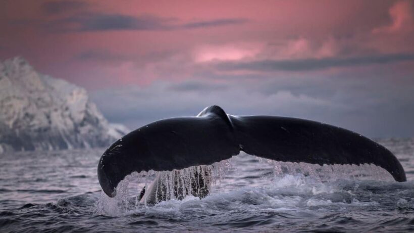 Tromsø Whale Safari with MS Gabriele - Key Points