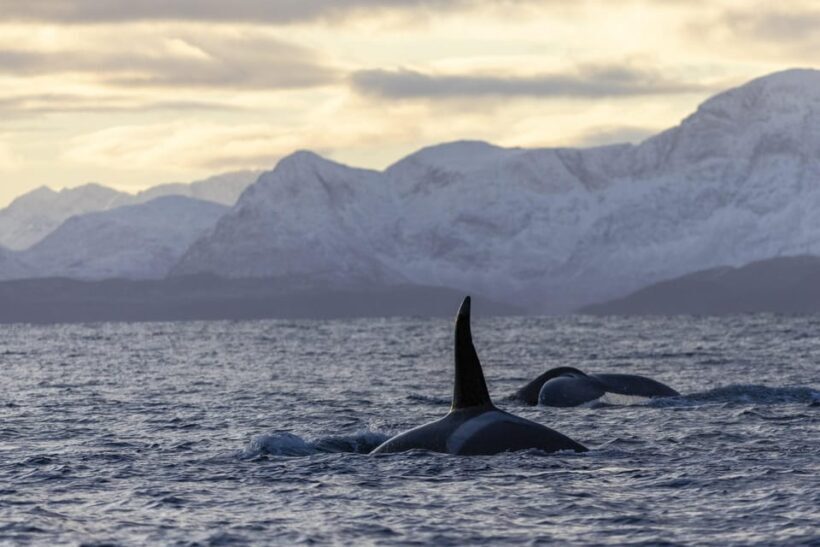 Tromsø Whale Safari with MS Gabriele - An Honest Look at the Tromsø Whale Safari Experience
