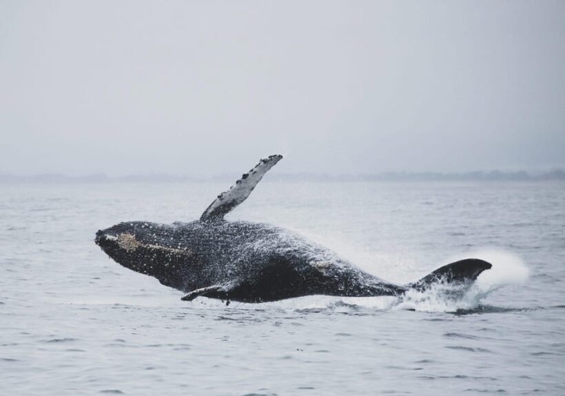 Tromsø Whale Safari with MS Gabriele - FAQs