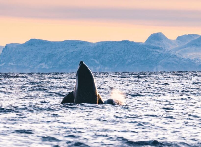 Tromsø Whale Safari with MS Keiser Wilhelm - Final Thoughts