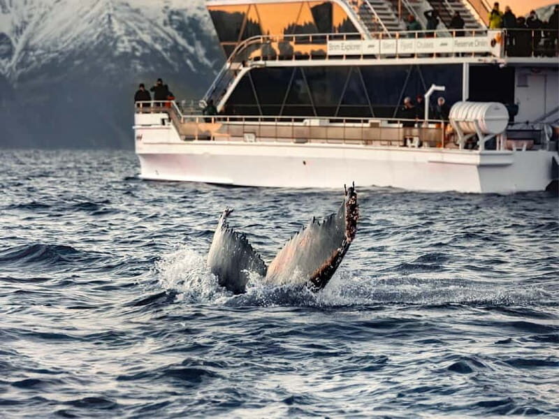 Tromsø: Whale Watching Tour by Hybrid-Electric Boat - Introduction