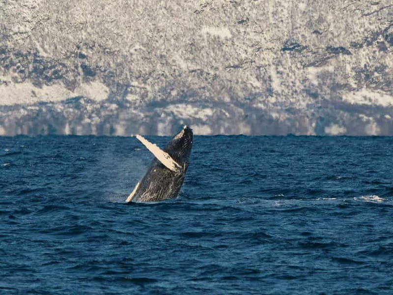 Tromsø: Whale Watching Tour by Hybrid-Electric Boat - The Itinerary Breakdown
