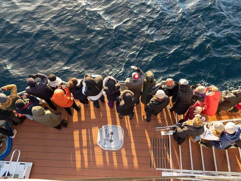 Tromsø: Whale Watching Tour by Hybrid-Electric Boat - How This Experience Compares to Others