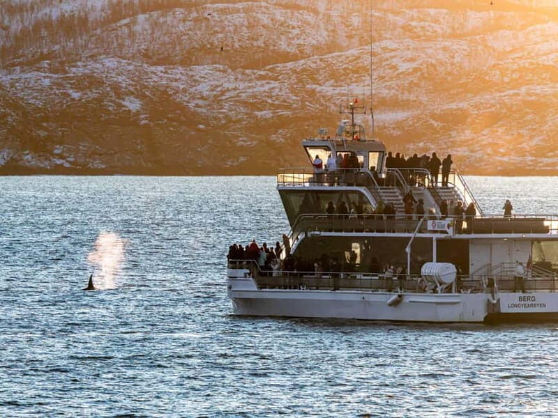Tromsø: Whale Watching Tour by Hybrid-Electric Boat - FAQ