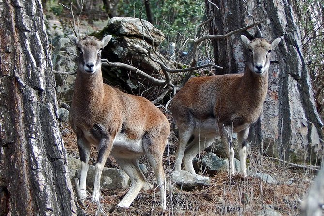 Troodos Jeep Safari from Protaras,Ayia napa & Larnaca - Who Will Love This Tour?