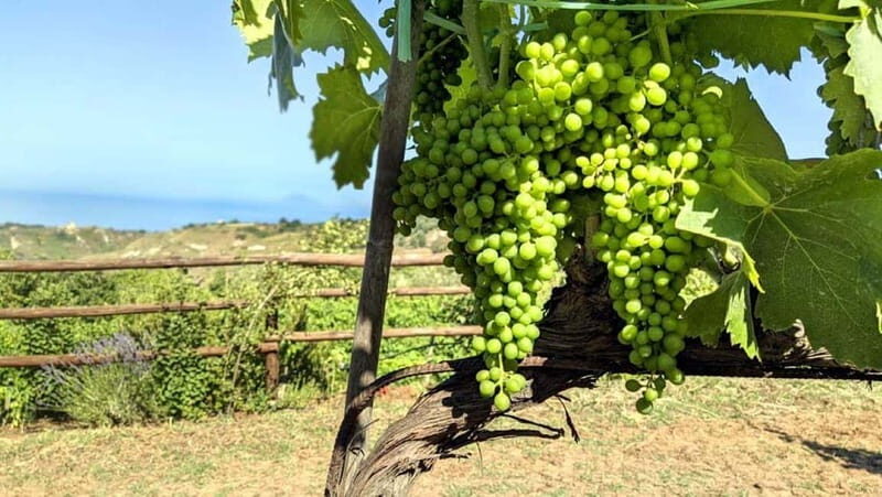 Tropea: Calabrian Cooking Class with Lunch - Key Points