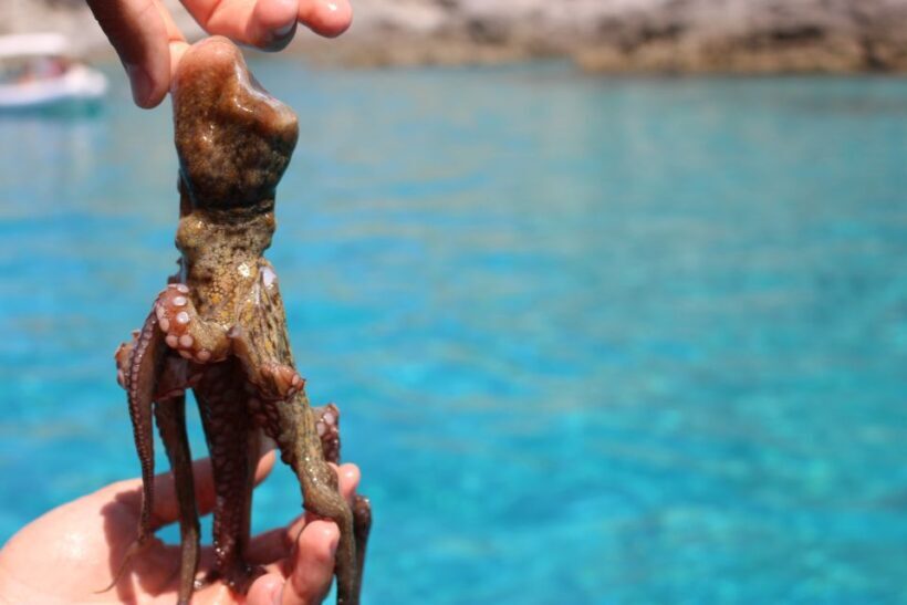 Tropea: Private Boat Rental with Skipper and Snacks - The Sum Up