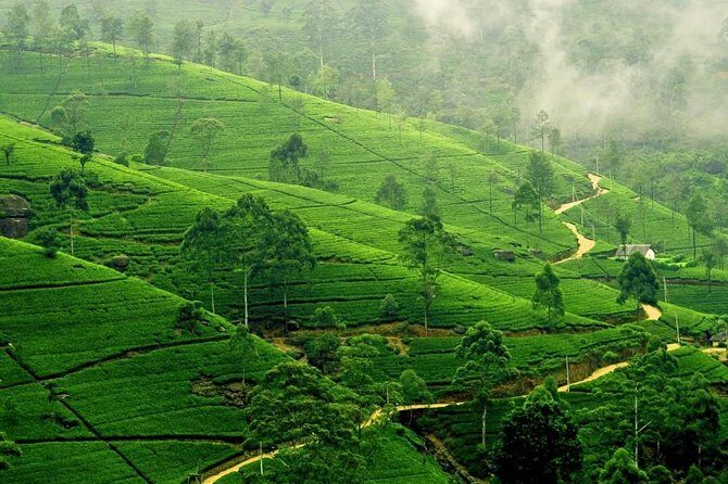 Tropical Ceylon | 8 Days - FAQ