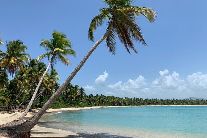 Tropical Quads (2 PERSONS PER QUADS ) - The Sum Up