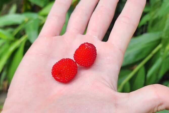 Tropical Rainforest Wonders Full Day Experience from San Juan - The Sum Up