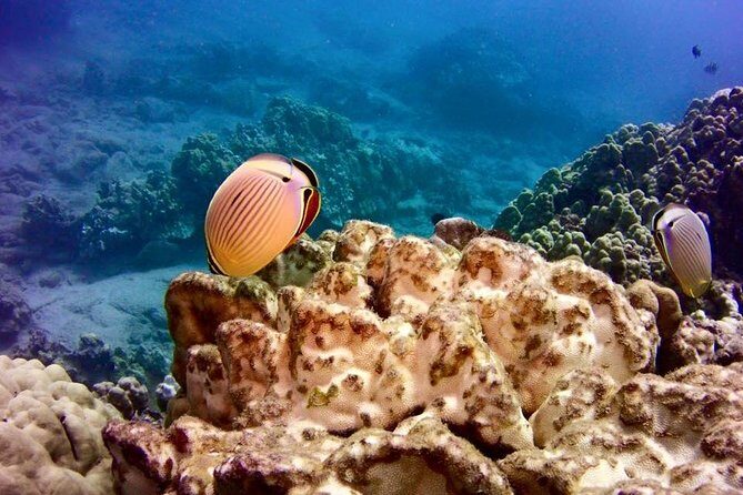 Tropical Reef & Wildlife Boat Snorkel Adventure - The Journey: What to Expect on the Water