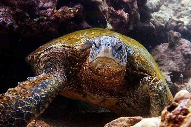 Tropical Reef & Wildlife Boat Snorkel Adventure - The Sum Up: Is It Worth It?