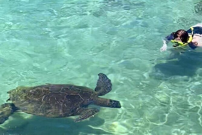 Tropical Reef & Wildlife Boat Snorkel Adventure - FAQ