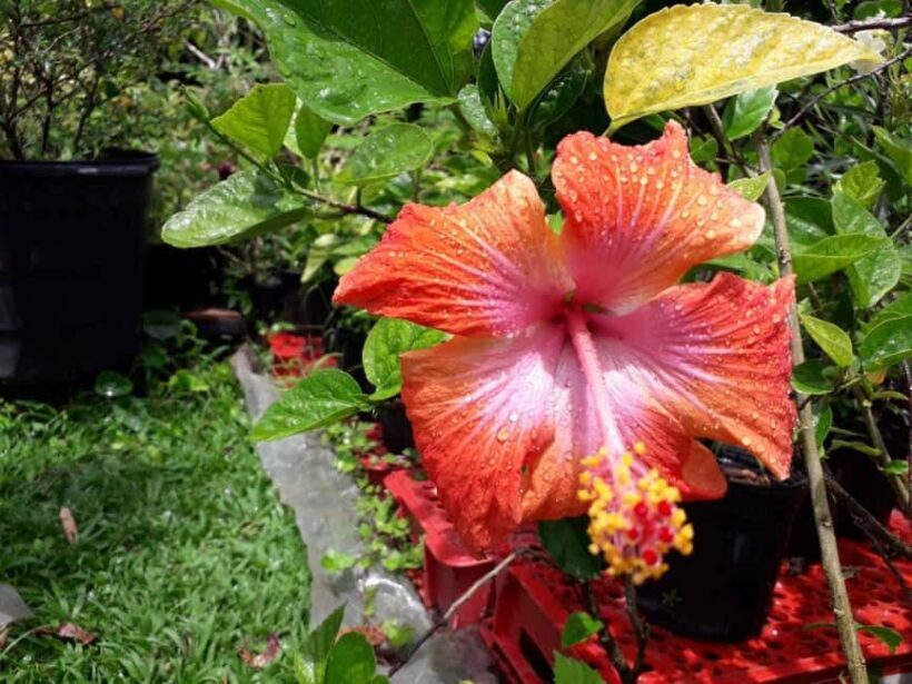 "Tropically Yours" Waterfall Nature Hike. - Authentic Experiences and Authenticity