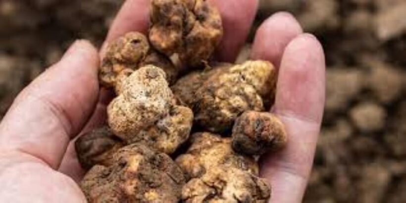 Truffle experience from Naples and Salerno - What to Expect from the Tour