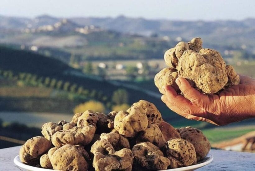 Truffle experience from Naples and Salerno - The Itinerary in Detail