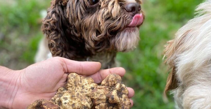 Truffle Experience - Who Should Consider This Tour?