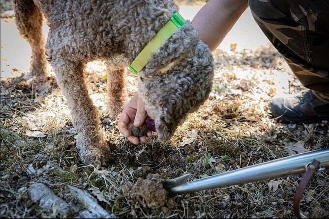 Truffle hunt in Chianti with cooking class and sunset dinner - Exploring the Pitti Palace: Florence’s Renaissance Gem