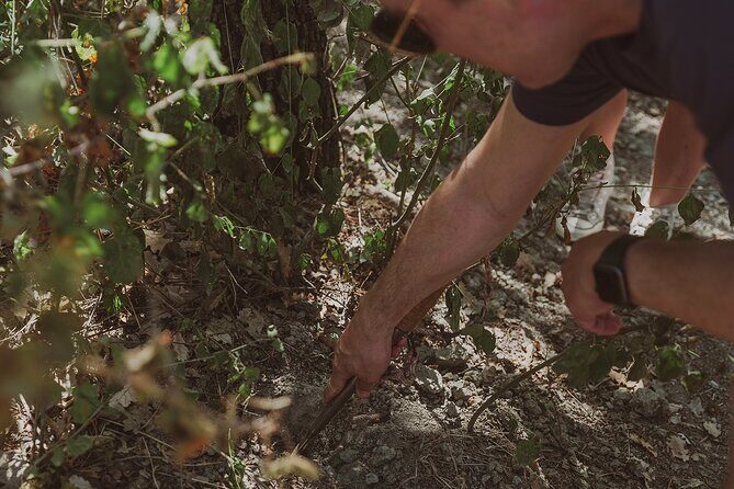 Truffle Hunt in Tuscany - Key Points