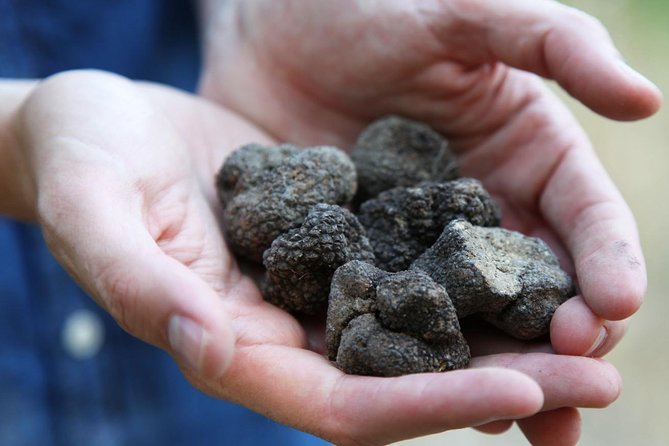 Truffle Hunt & Wine Tasting - Pairing Truffles and Wine