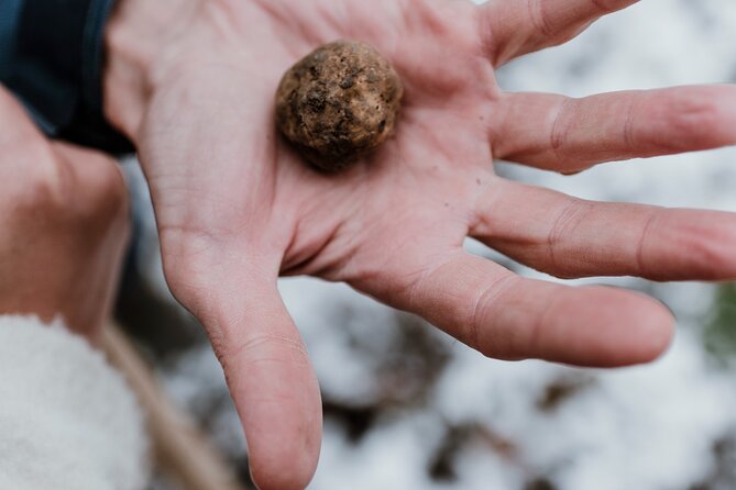 Truffle Hunting and Cheese, Truffle & Wine Tasting Near Alba - Accessibility and Dietary Considerations