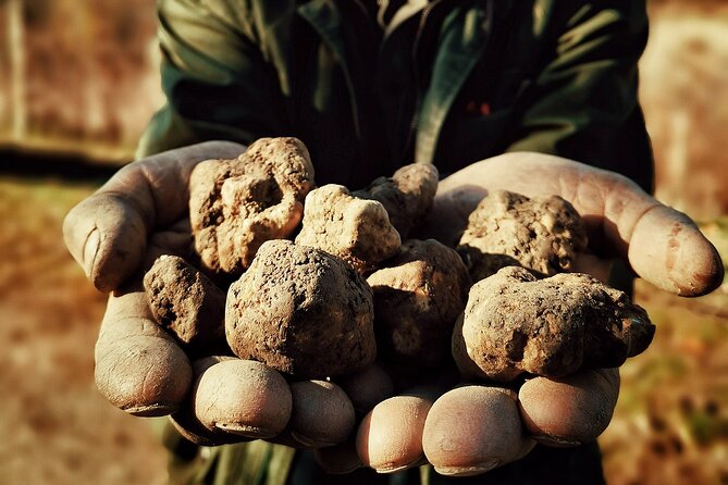 Truffle Hunting and Cheese, Truffle & Wine Tasting Near Alba - The Art of Truffle Hunting