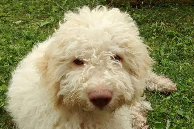 Truffle Hunting and Lunch Experience in a Restaurant - Preparing for the Truffle Hunt Adventure