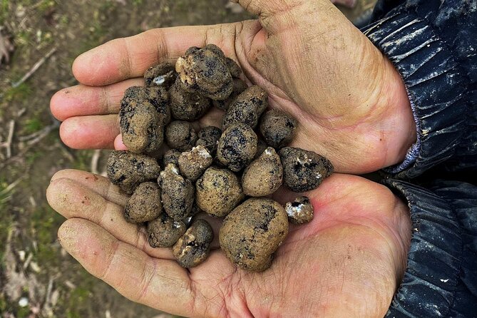 Truffle Hunting and Lunch in Piedmont Trattoria - The Value of the Tour