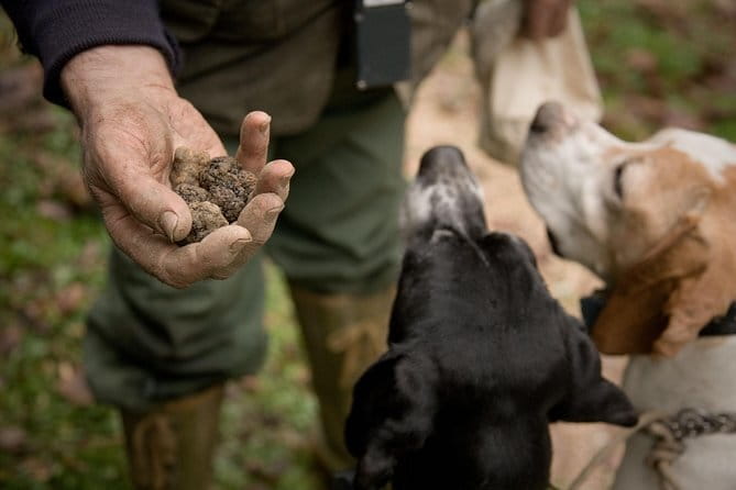 Truffle Hunting and Tasting in San Gimignano with a Tuscan Lunch - Truffle Hunting and Tasting in San Gimignano with a Tuscan Lunch: An Authentic Taste of Tuscany