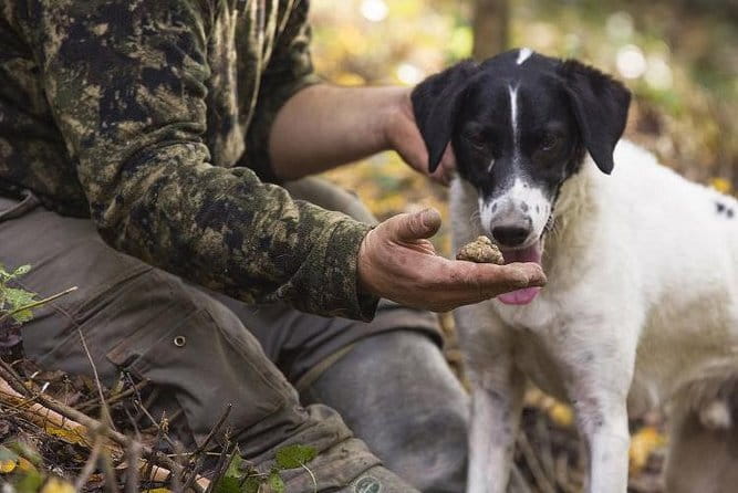 Truffle Hunting and Tasting in San Gimignano with a Tuscan Lunch - FAQs