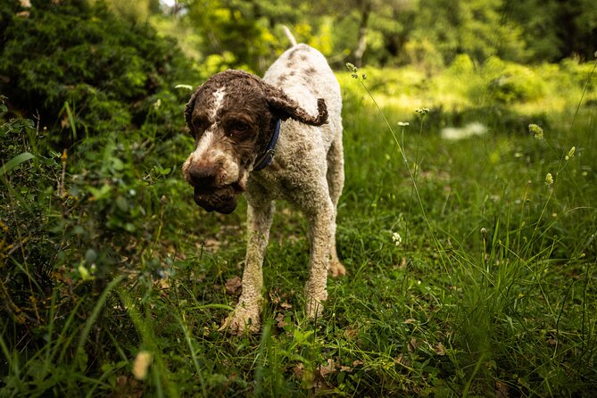 Truffle Hunting at Meteora - Meet the Trained Dogs