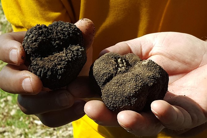 Truffle Hunting at Meteora - Exploring the Natural History Museum