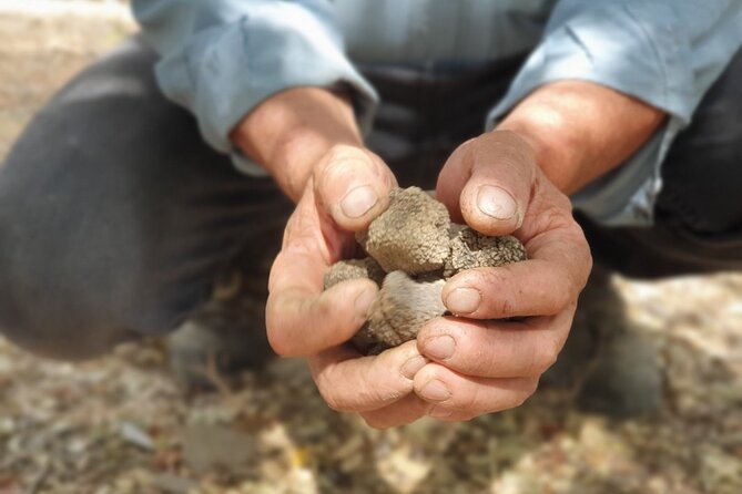 Truffle Hunting, Culinary & Wine Celebration from Elounda - A Closer Look at the Itinerary