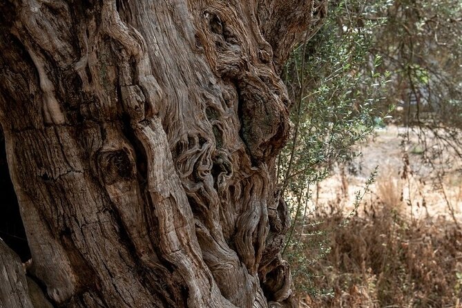 Truffle Hunting, Culinary & Wine Celebration from Elounda - The Value of This Experience