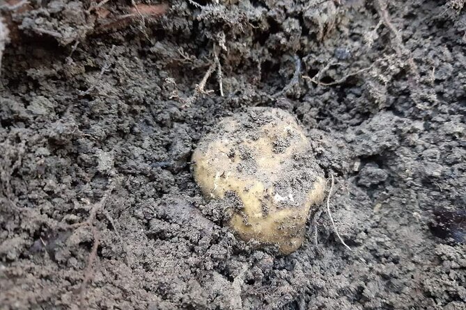 Truffle Hunting Experience in Assisi - Meeting Location and Transportation Details
