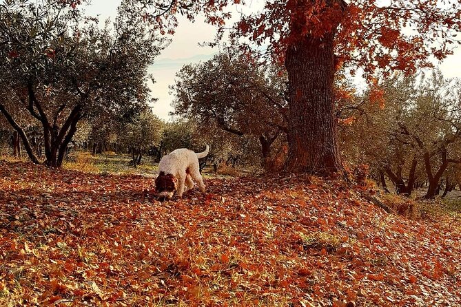 Truffle Hunting Experience in Assisi - The Thrill of Unearthing Truffles