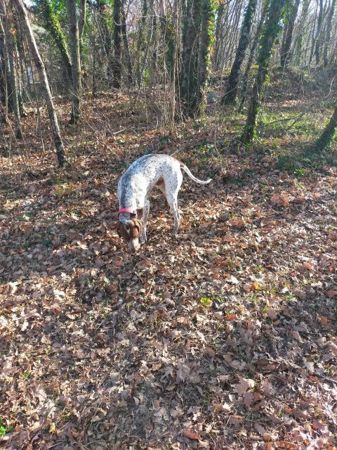 Truffle Hunting Experience with a Guide - Practical Details and Tips