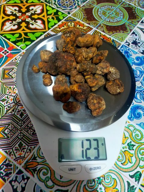 Truffle Hunting Experience with a Guide - The Sum Up