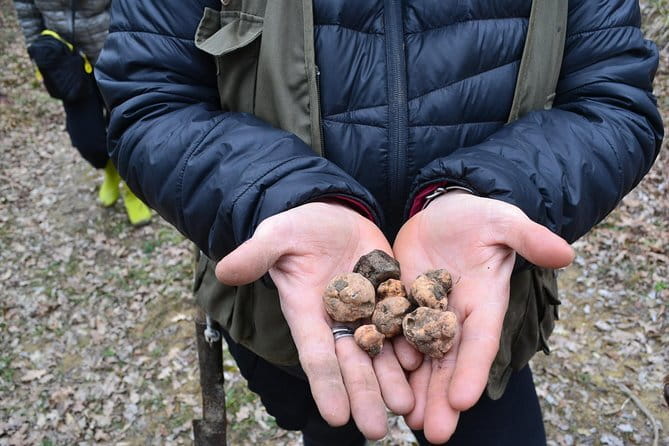 Truffle Hunting Experience with Lunch in San Miniato - FAQ