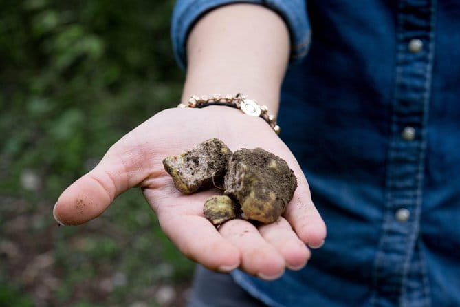 Truffle hunting + gourmet tasting (transfer included) - Why This Tour Offers Great Value