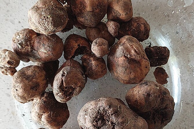 Truffle Hunting in Chianti, Pasta Class and Lunch - Immersive Pasta-Making Class