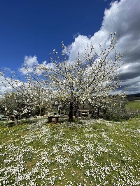 Truffle hunting in Chianti with pasta cooking class & lunch - Final Thoughts
