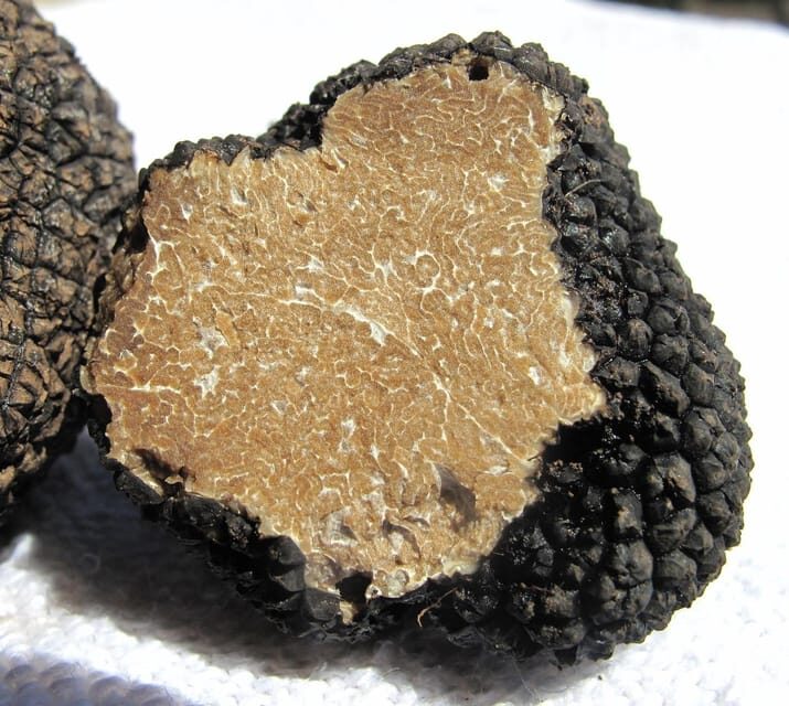 Truffle hunting in Istria private experience - An In-Depth Look at the Experience