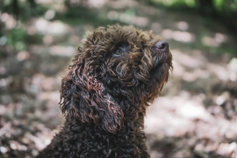 Truffle Hunting in San Gimignano - Final Thoughts