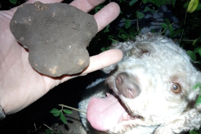 Truffle Hunting in San Miniato in Tuscany With Tasting - Meeting and Pickup Details