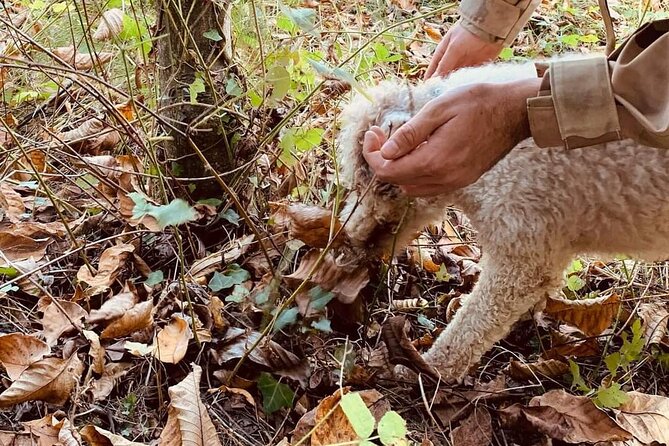 Truffle Hunting in San Miniato in Tuscany With Tasting - Participant Information and Requirements