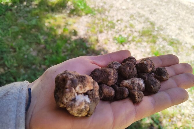 Truffle Hunting in the Sicani Mountains: a Unique Experience in Sicily - Meeting Details